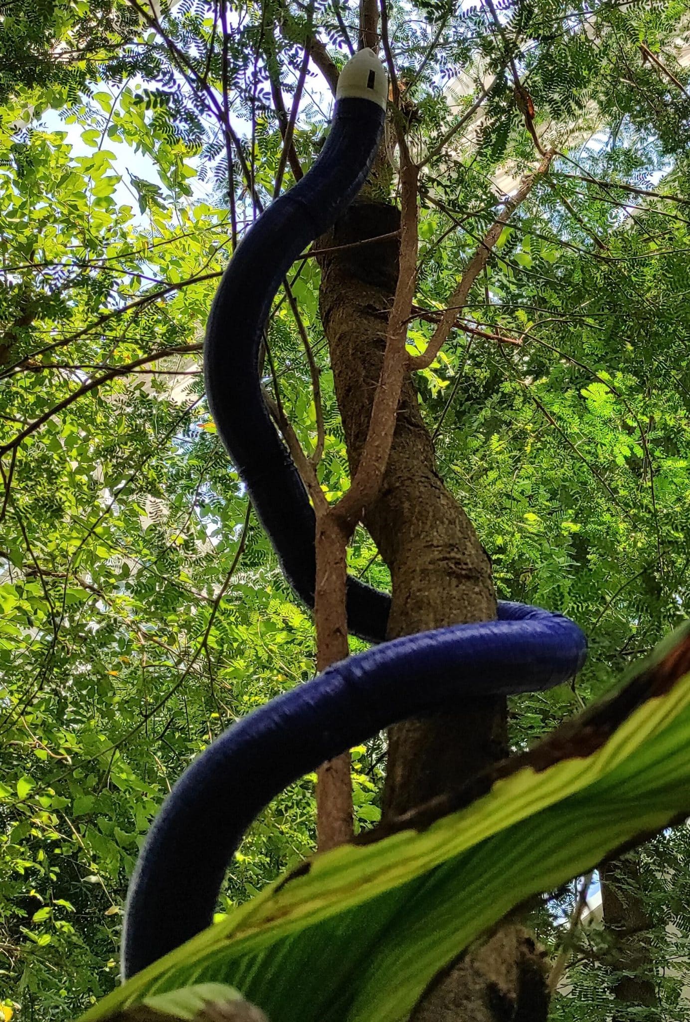 רובוט צומח - Nature Code