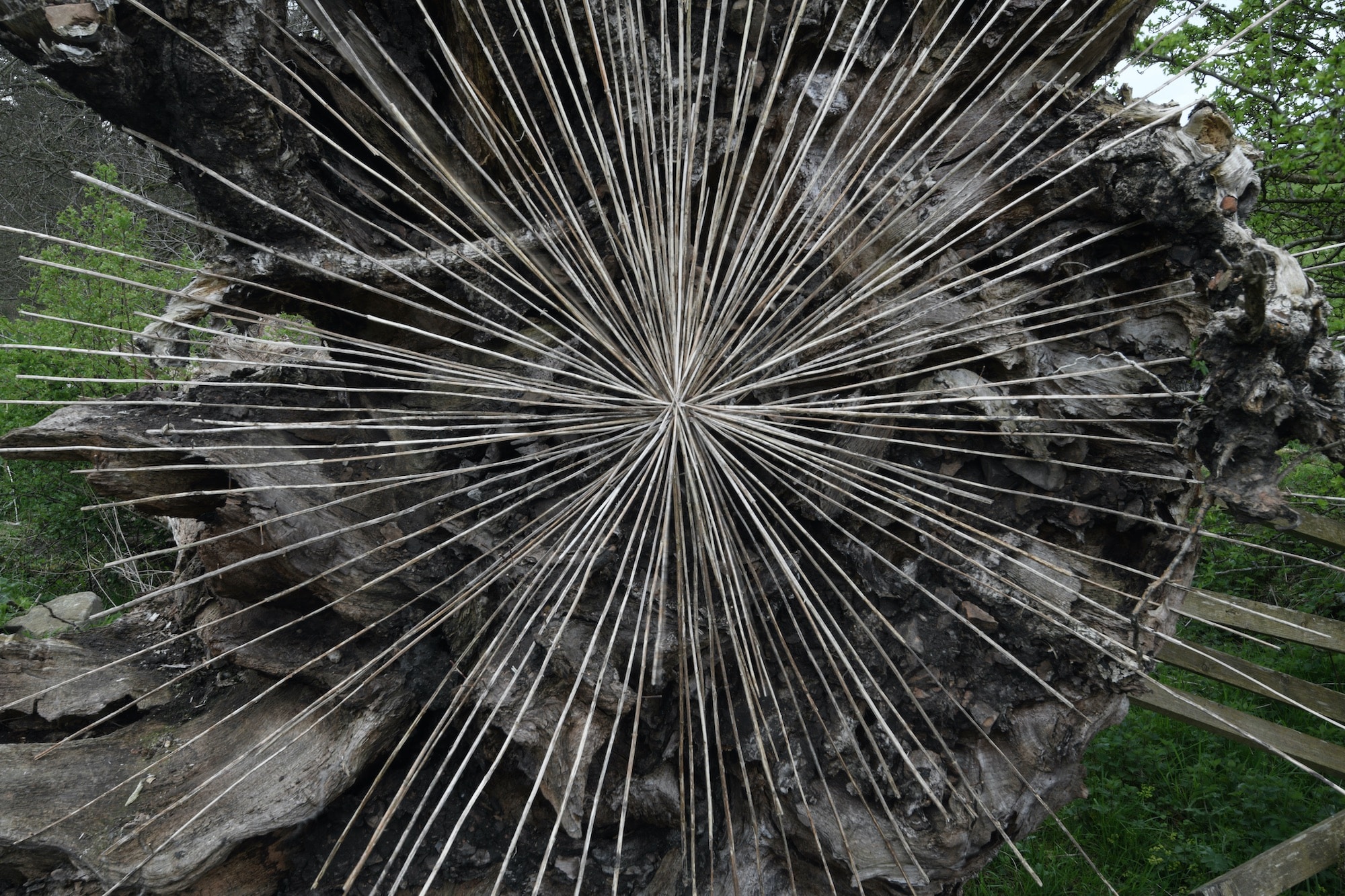 אומנות אדמה - Nature Code