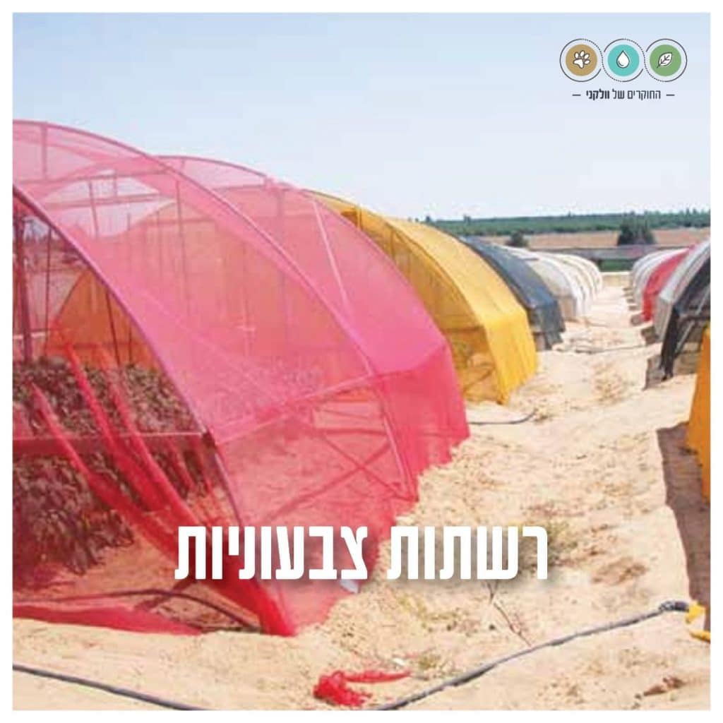 על צבע וצמיחה - Nature Code